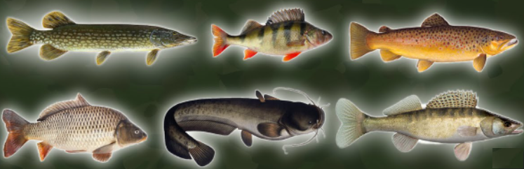 TRUVA BALIK | TRUVA BALIK Av Malzemeleri